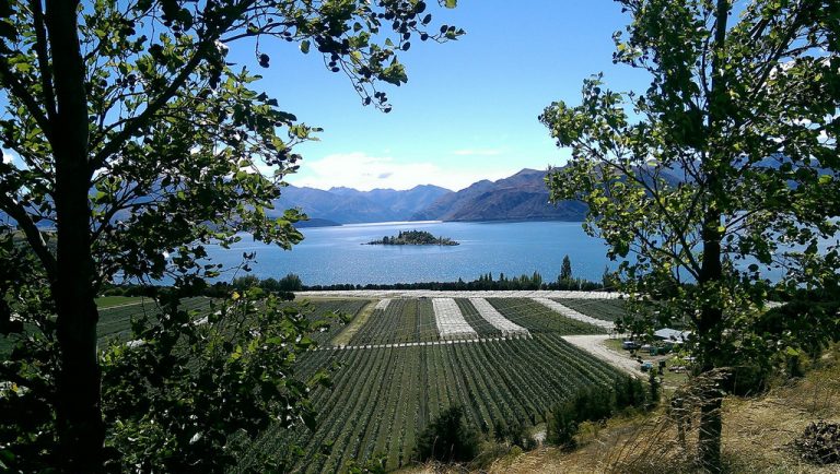 Rippon winery vineyard Wanaka - Guest New Zealand